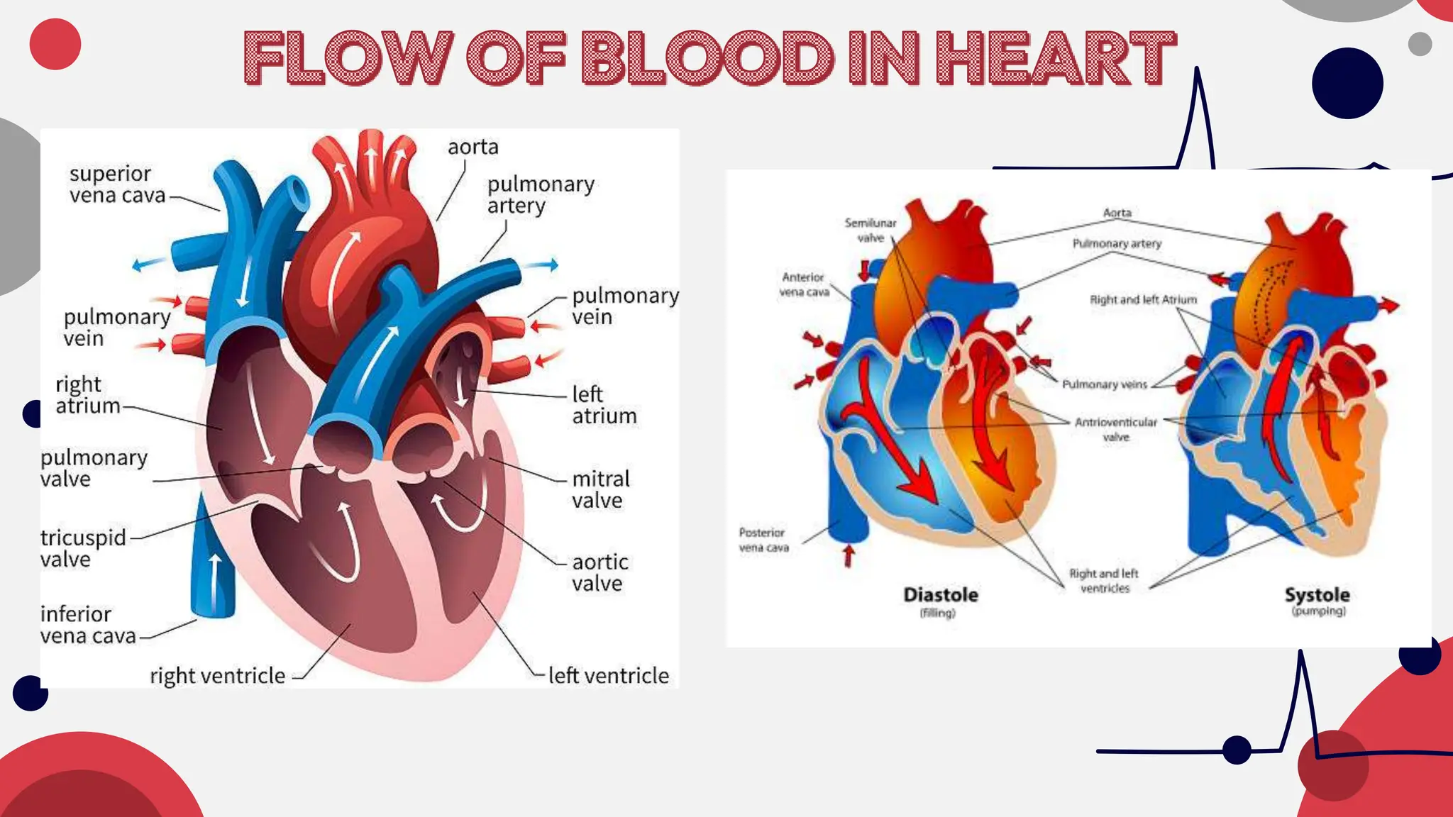 hemodynamics and electrophysiology of heart.pptx