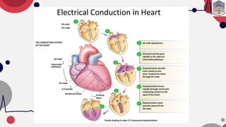 hemodynamics and electrophysiology of heart.pptx
