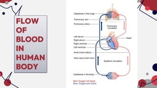 hemodynamics and electrophysiology of heart.pptx