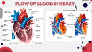 hemodynamics and electrophysiology of heart.pptx