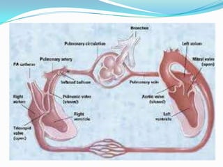 Hemodynamics presentation | PPTX