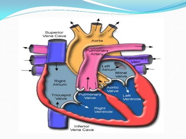 Hemodynamics presentation