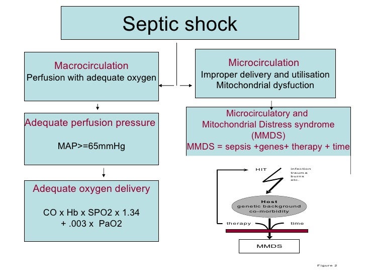 Hemodynamic Stabilisation In Septic Shock