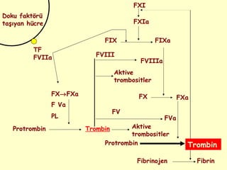 Hemofili(daha fazlası için www.tipfakultesi.org) | PPT