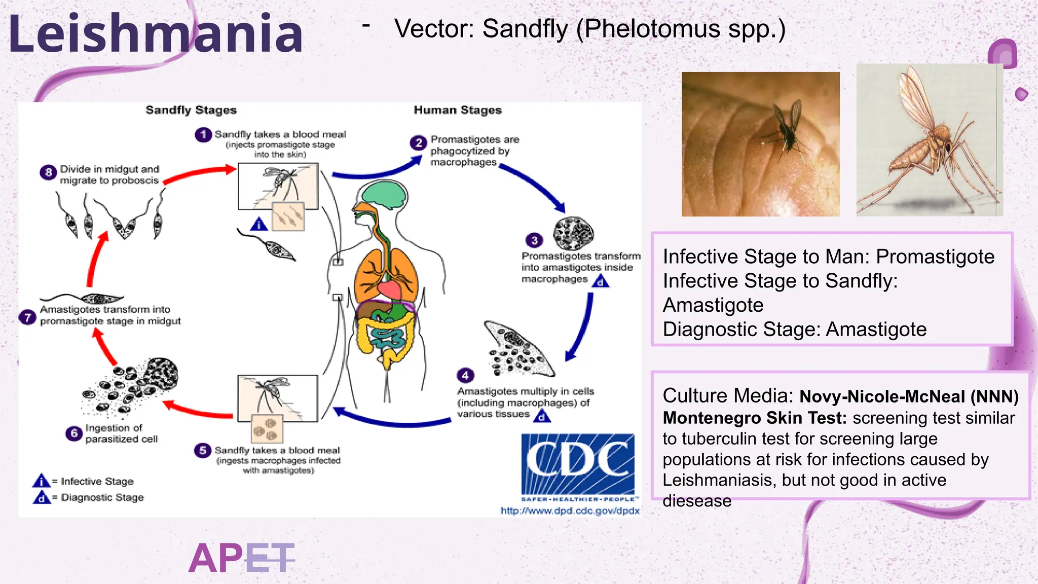 Hemoflagellates-parasitologiiiijjjy.pptx
