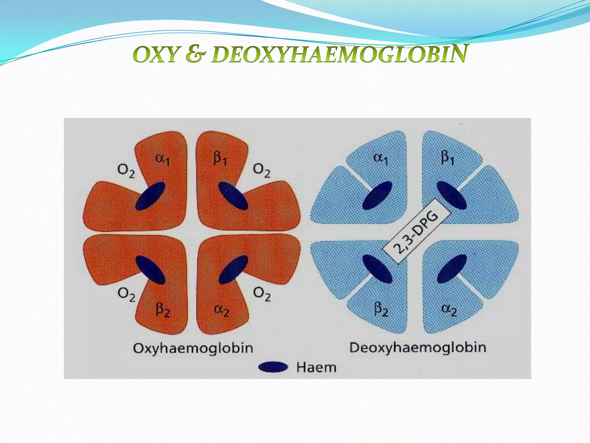 Hemoglobin | PPTX