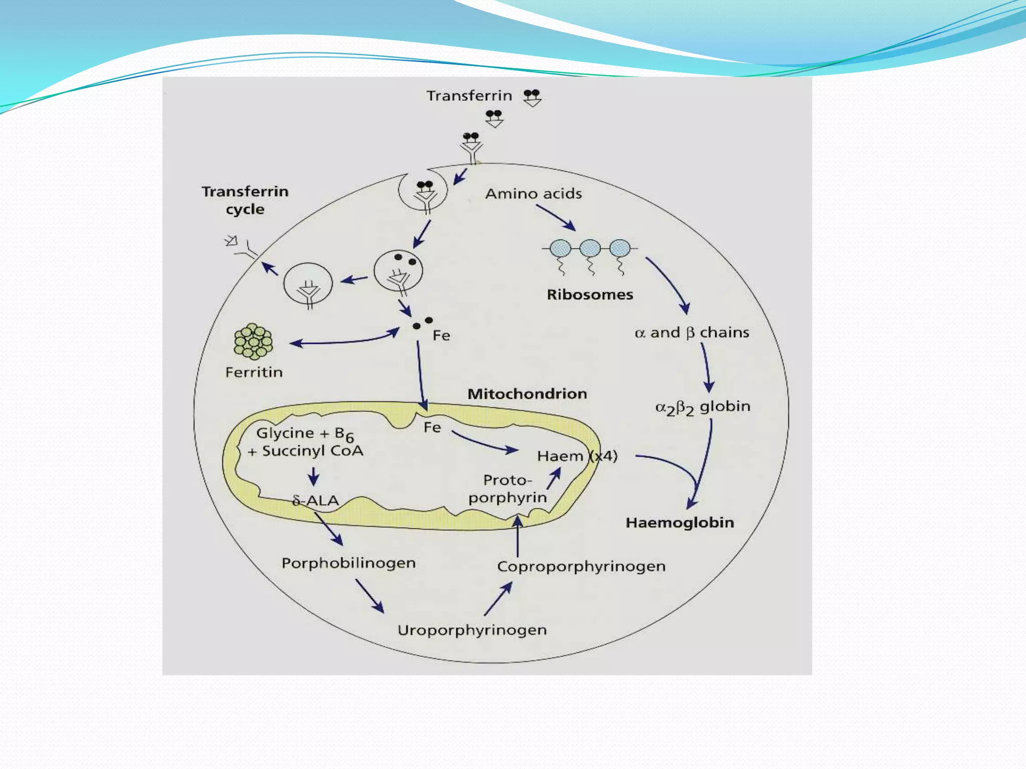 Hemoglobin Pptx