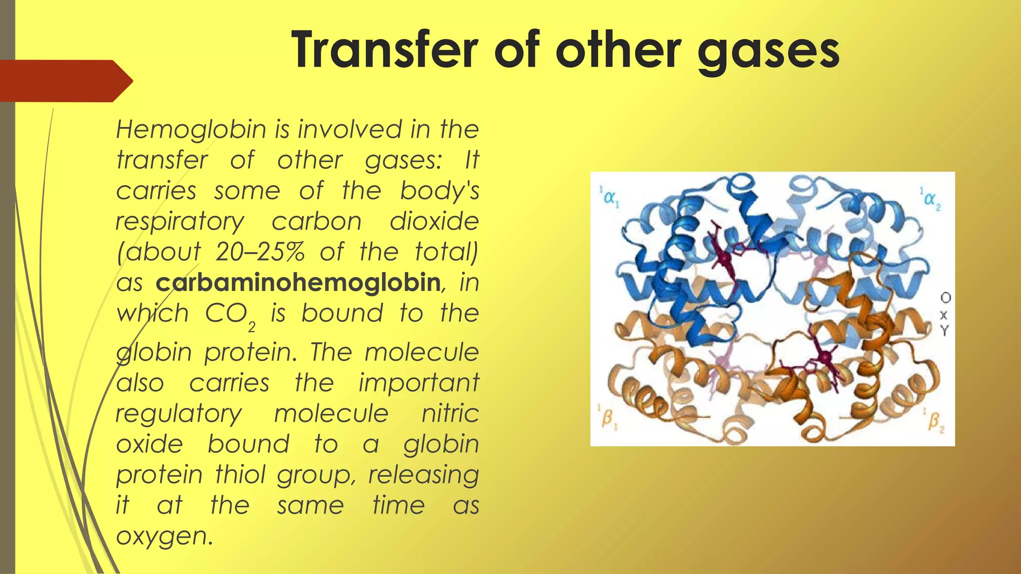 Hemoglobin | PPT