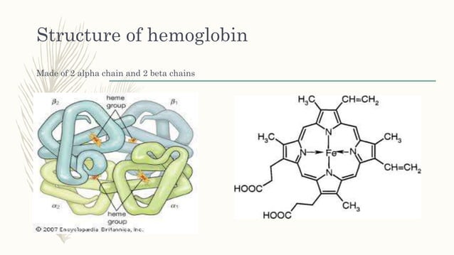 Hemoglobin | PPT