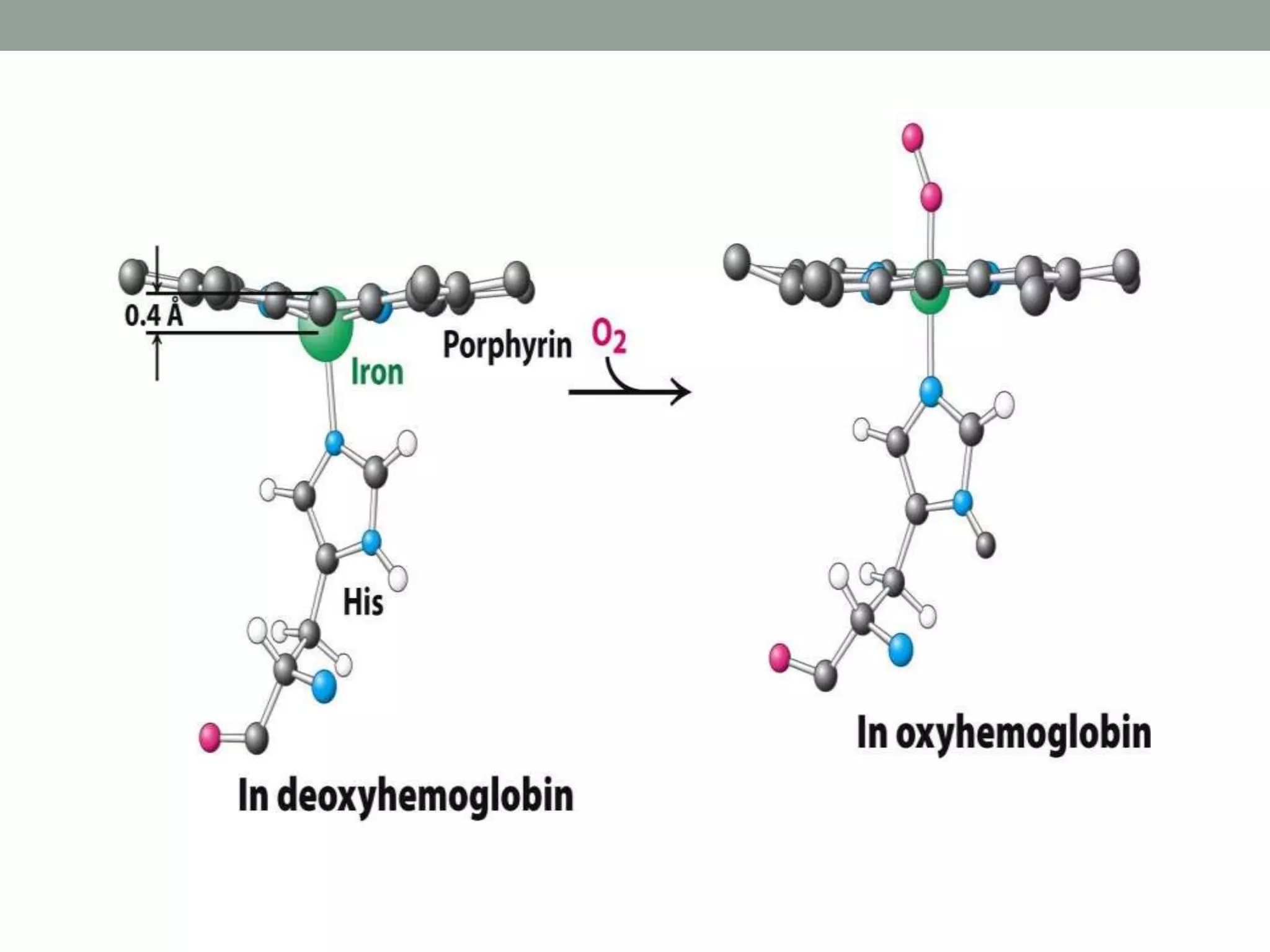 Chemistry and function of Hemoglobin | PPTX