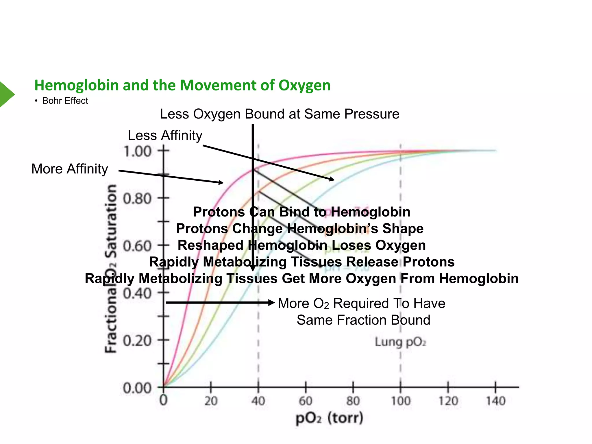 Hemoglobin.pptx