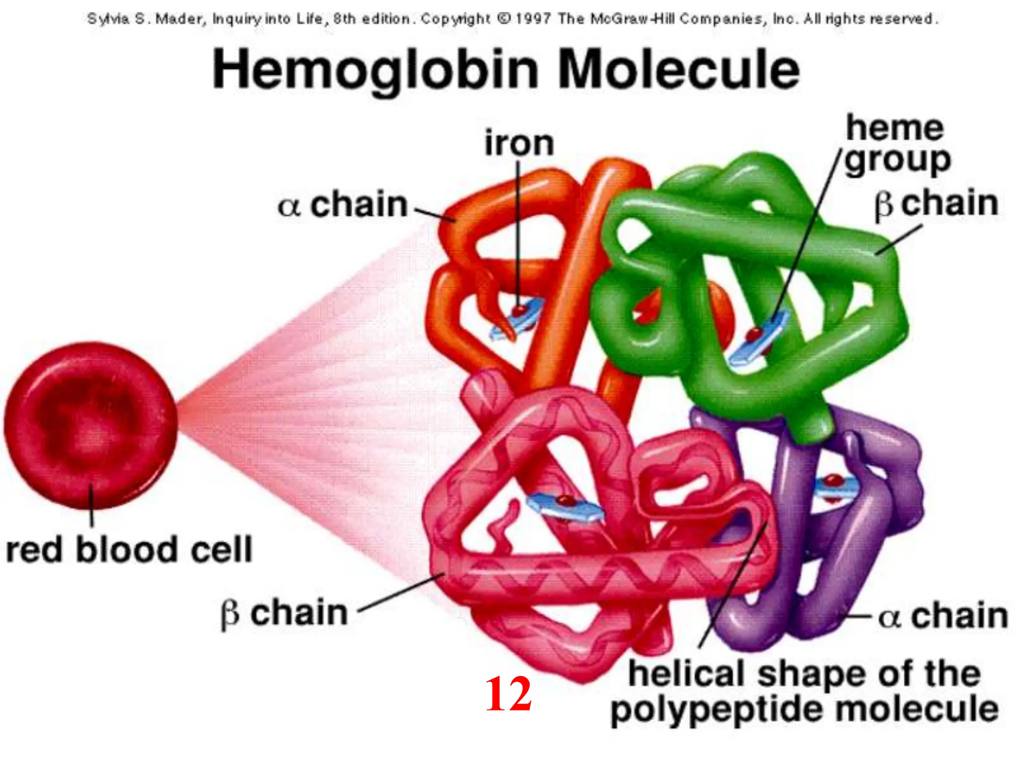 Hemoglobin.pptx