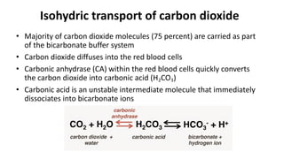 Hemoglobin for mbbs bds 1st year tada.pdf | Blood Disorders | Diseases ...