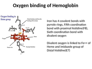 Hemoglobin and the Red blood cell structure | PPTX