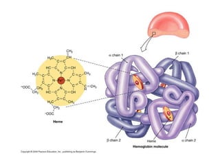 Hemoglobin and the Red blood cell structure | PPTX