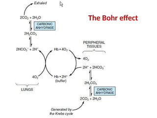 Hemoglobin and the Red blood cell structure | PPTX