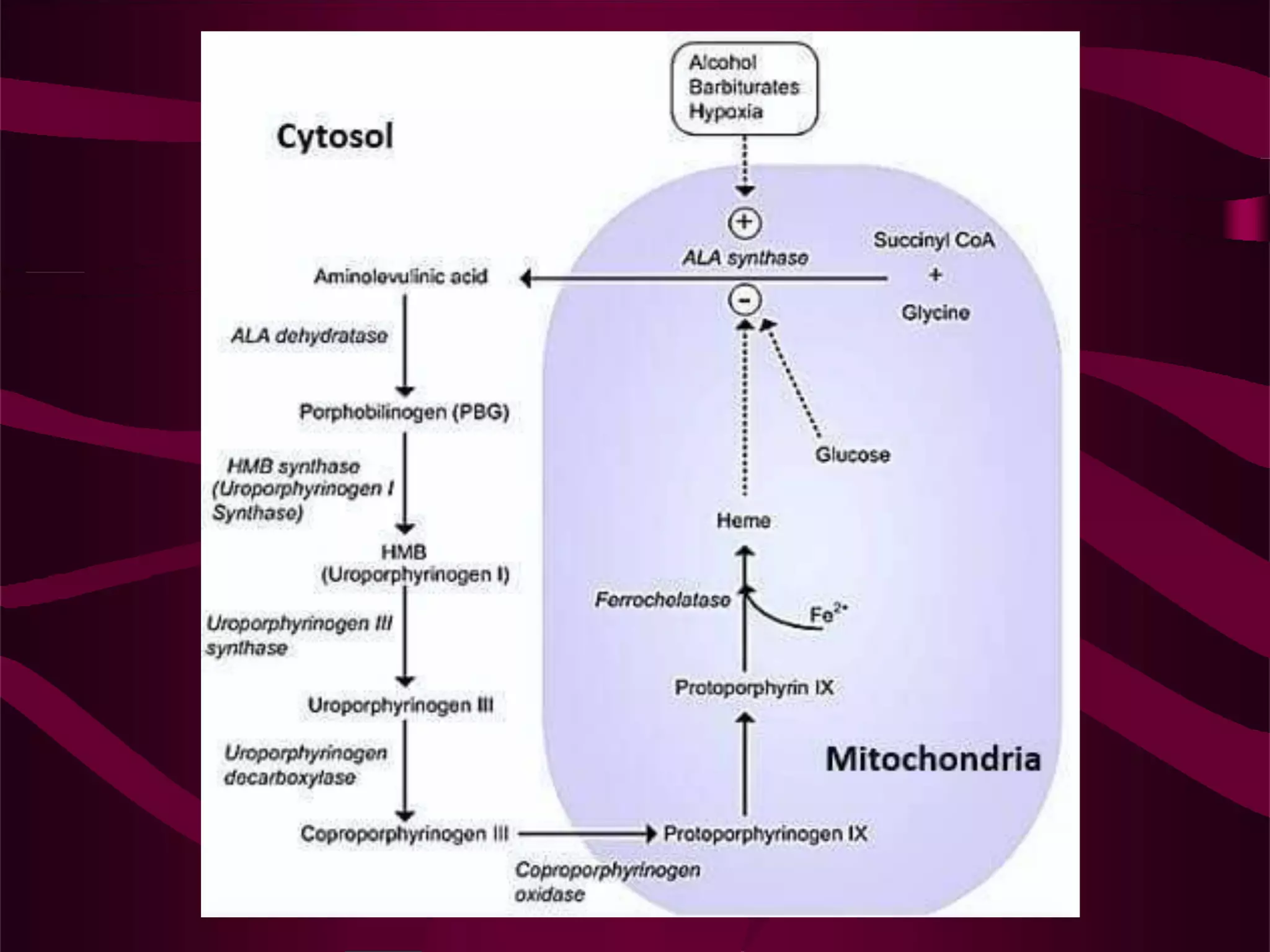 Hemoglobin Lecture for bs mlt | PPTX