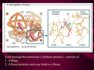 Hemoglobin Lecture for bs mlt | PPTX