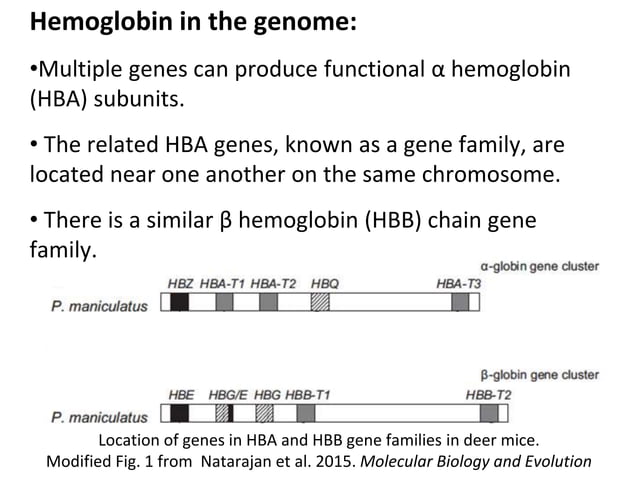 hemoglobin-lab-presentation.pptx