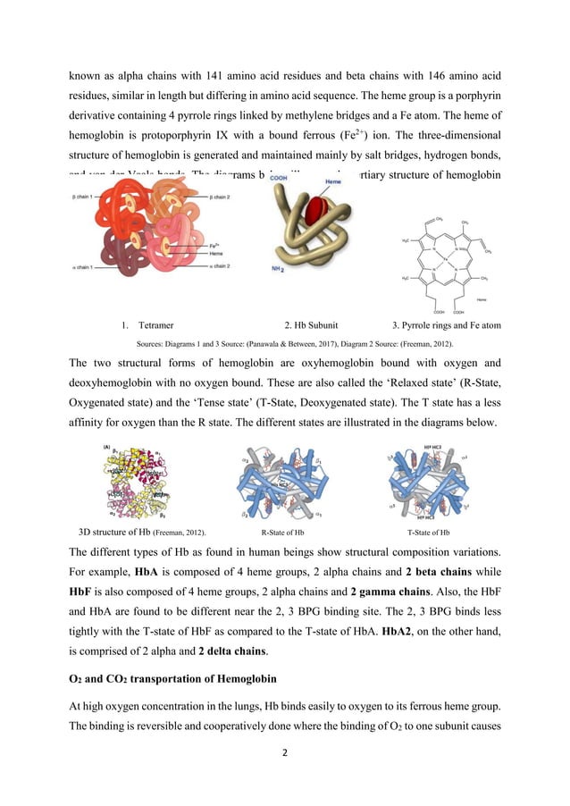 HEMOGLOBIN - STRUCTURE IN RELATION TO FUNCTION | PDF | Blood Disorders | Diseases and Conditions