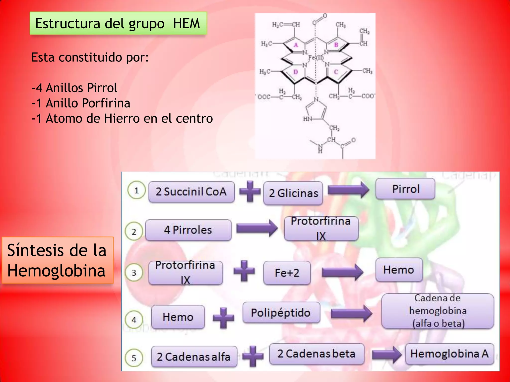Hemoglobina y Sintesis de la Bilirrubina | PPT