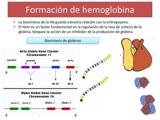 Hemoglobina | PPT