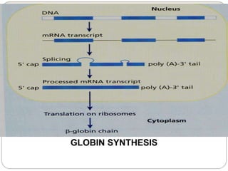 Hemoglobin and erythropoiesis bikal | PPTX
