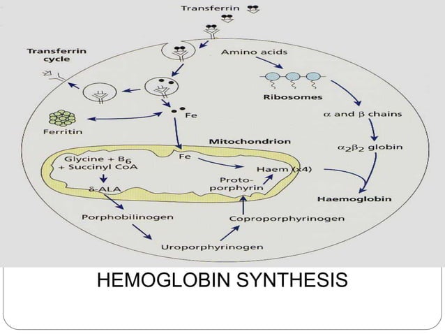 Hemoglobin and erythropoiesis bikal | PPTX | Blood Disorders | Diseases ...