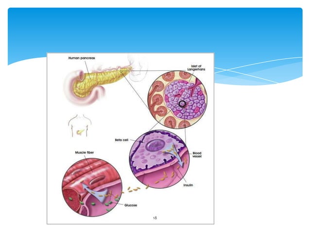 Hemoglobin and insulin | PPT