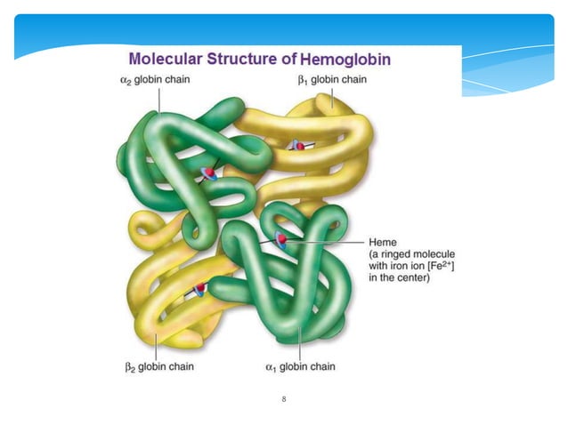 Hemoglobin and insulin | PPT