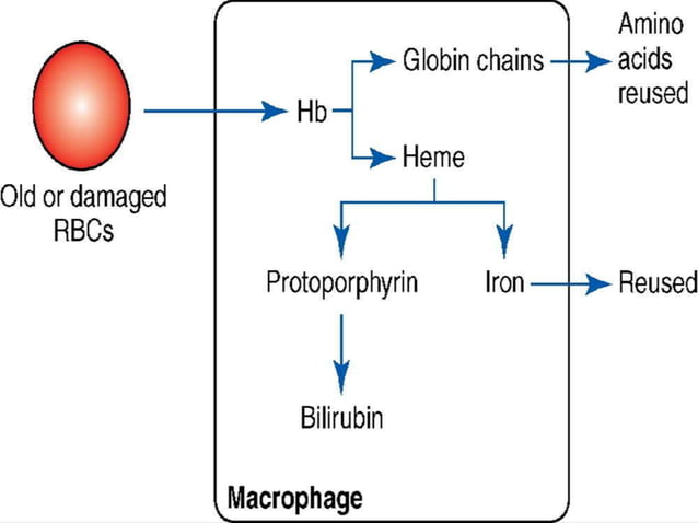 hemoglobin and iron metabolism.pptx | Blood Disorders | Diseases and ...