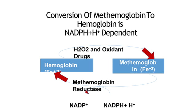 Hemoglobin And Myoglobin 1 Pptx