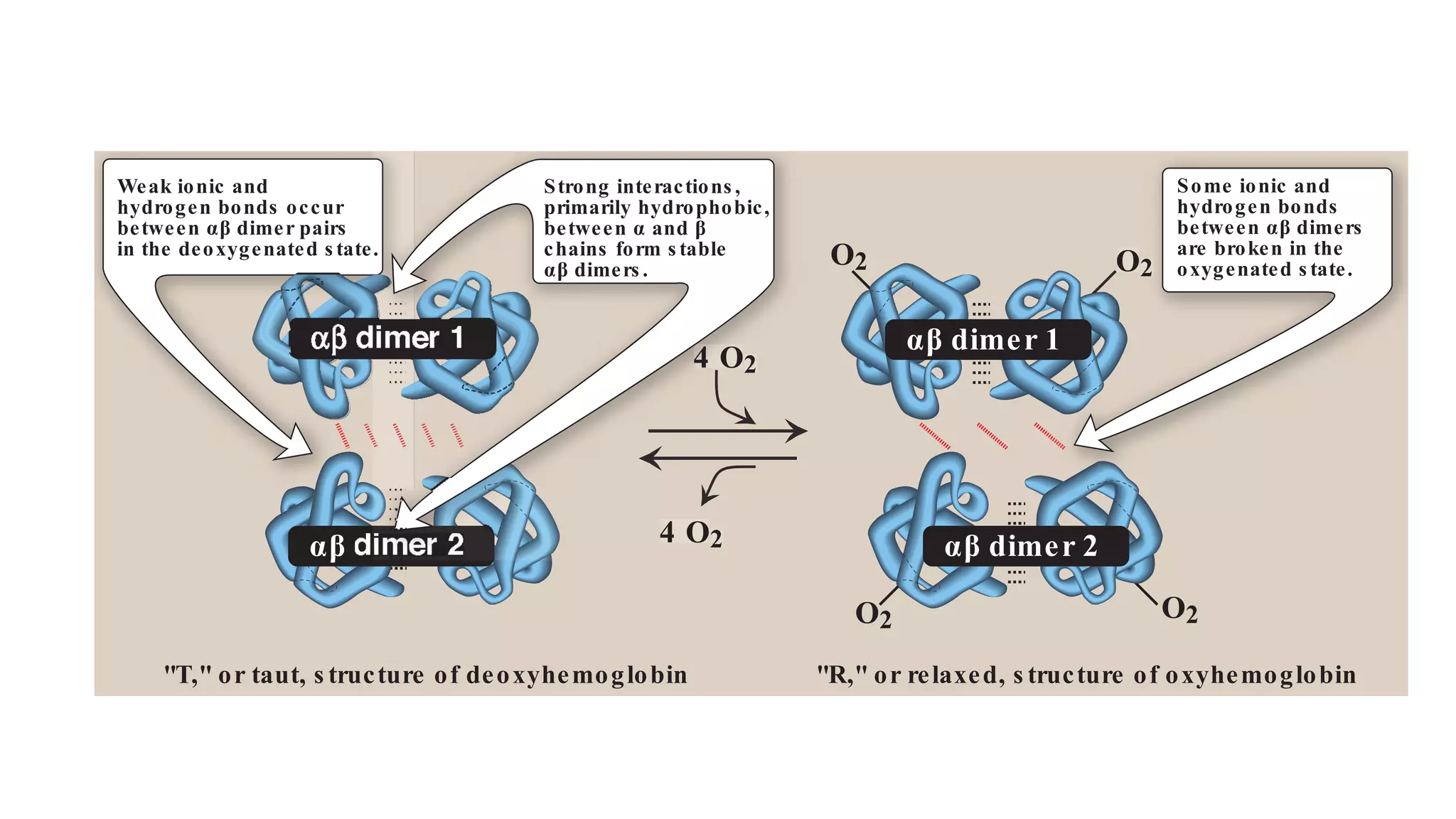 Hemoglobin and myoglobin | PDF