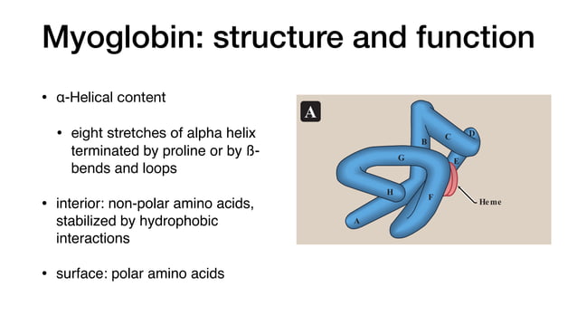 Hemoglobin and myoglobin | PDF | Chemistry | Science