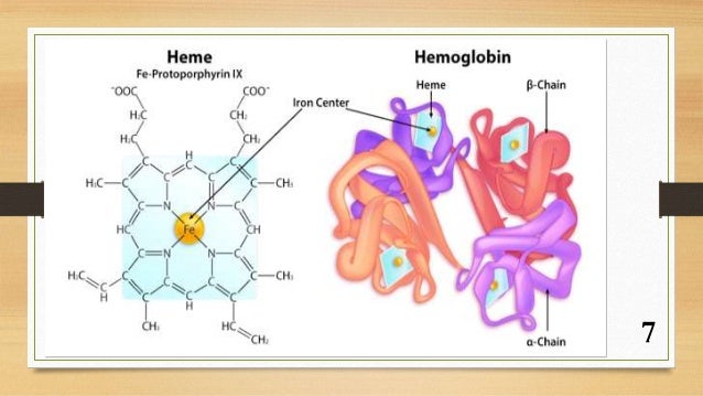 Hemoglobin and myoglobin