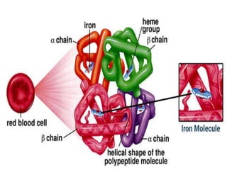 hemoglobin and rbc indices | PPT