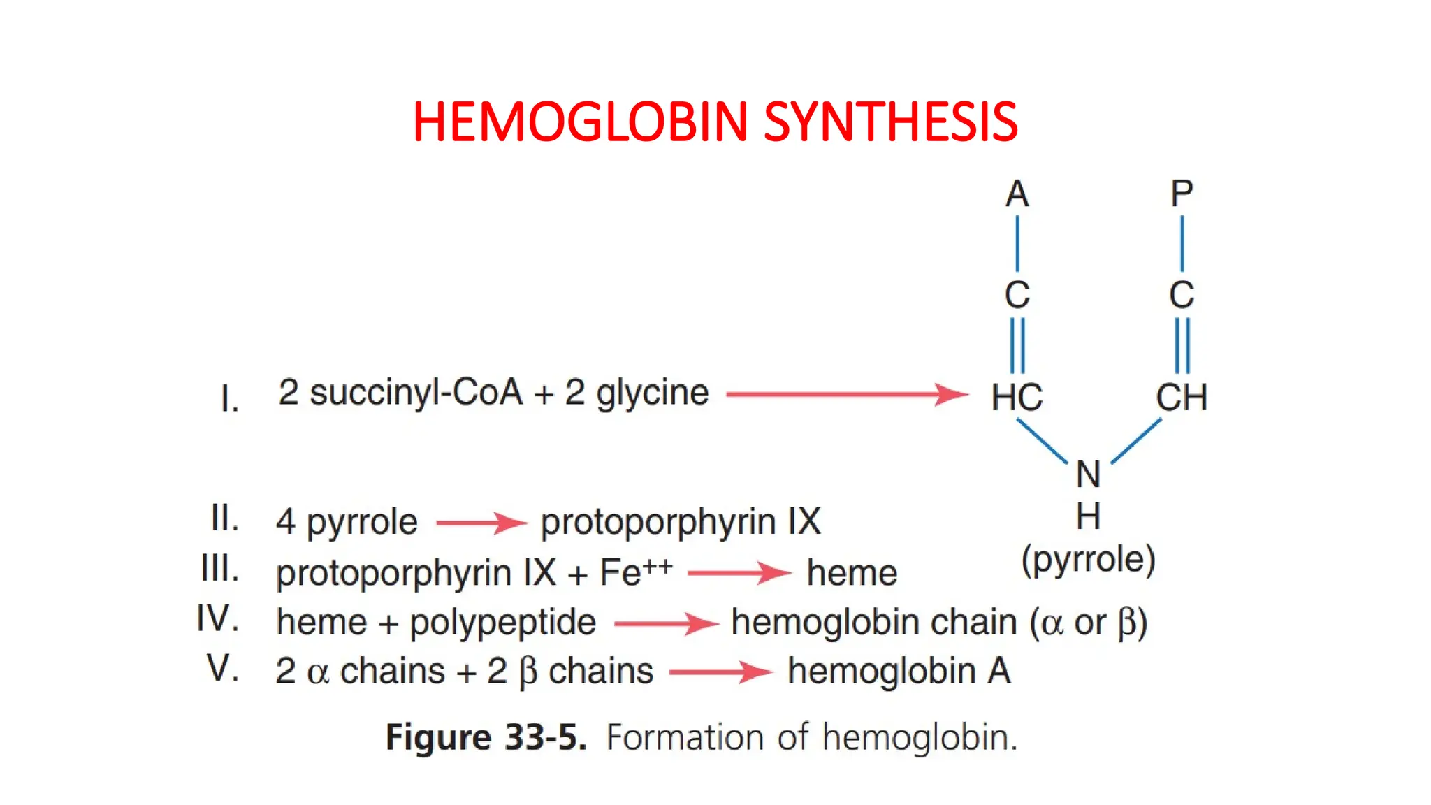 haemoglobin synthesis catabolism, functions, | PPTX