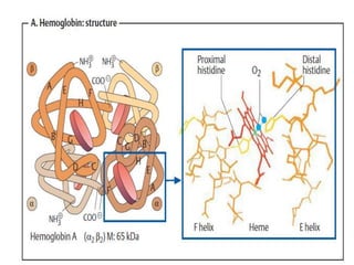 Hemoglobin for first year students | PPT