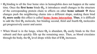 Hemoglobin (Hb) synthesis HB HB HB HB.pdf