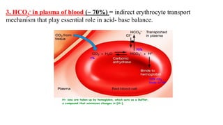 Hemoglobin (Hb) synthesis HB HB HB HB.pdf