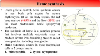 Hemoglobin (Hb) synthesis HB HB HB HB.pdf