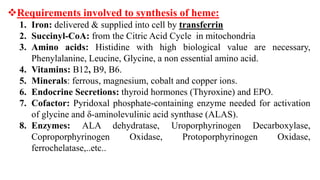 Hemoglobin (Hb) synthesis HB HB HB HB.pdf