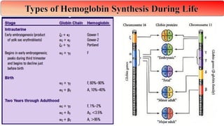 Hemoglobin (Hb) synthesis HB HB HB HB.pdf