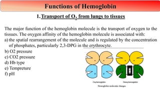 Hemoglobin (Hb) synthesis HB HB HB HB.pdf