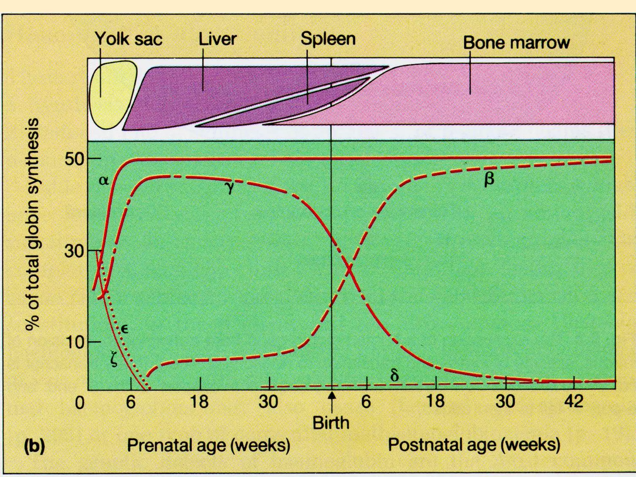 Hemoglobinopathies | PPTX