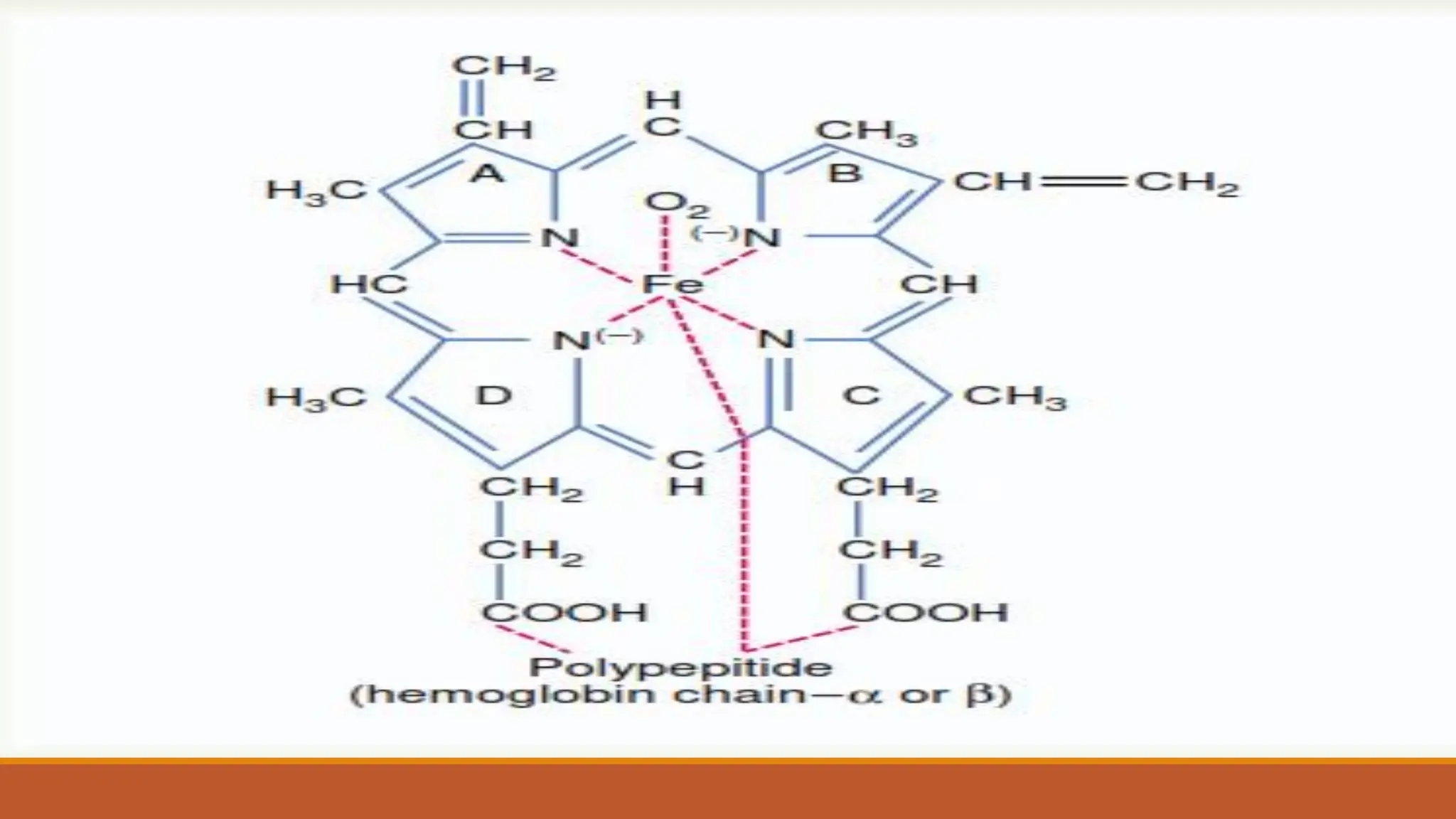 Metabolism of hemoglobin in our body _ 3rd semester | PPT