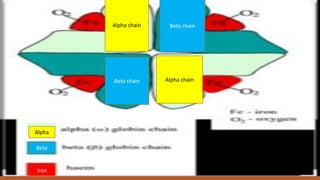 Metabolism of hemoglobin in our body _ 3rd semester | PPT