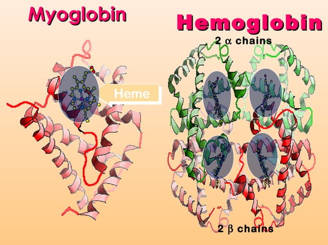 myoglobin