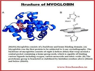 myoglobin | PPT