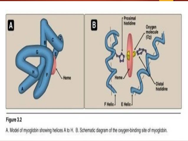 myoglobin